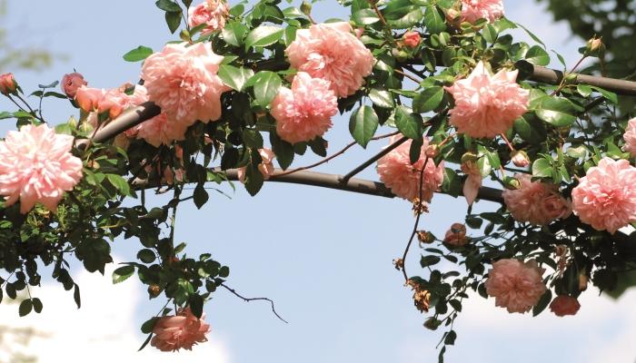 Guida pratica – ROSE – BIA Home & Garden